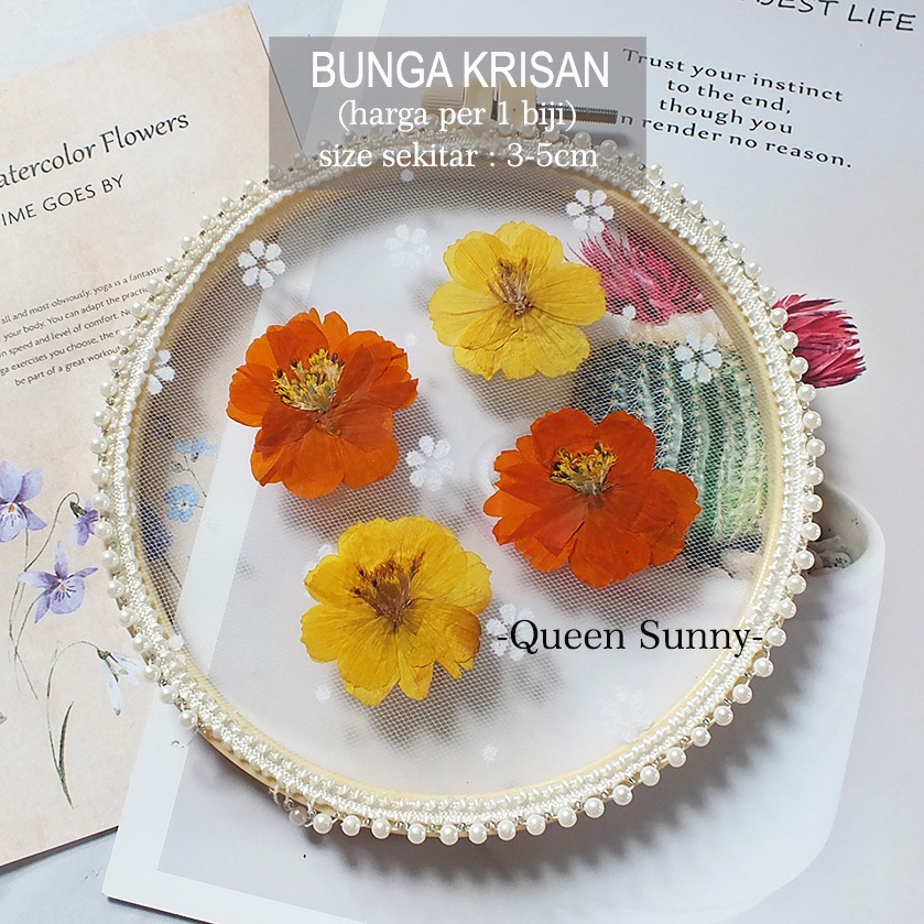 Jual Asli Bunga Kering Krisan Besar Real Dry Pressed Flower Hiasan ...