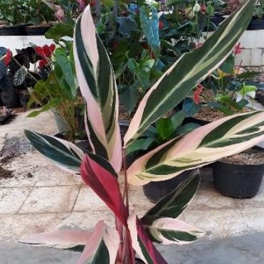 Jual calathea tricolor/merah putih daun Rimbun | Shopee Indonesia