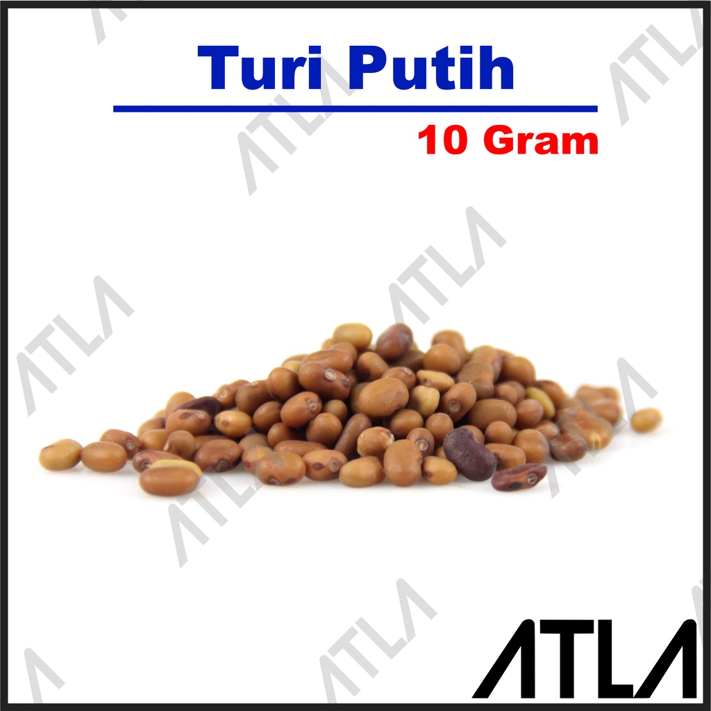 Jual Benih Kembang Turi Putih 10 Gram Biji Bunga White Agati Bibit ...