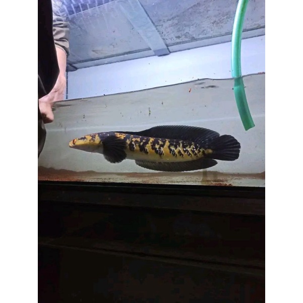 Jual yellow sentarum uk 6-7cm | Shopee Indonesia