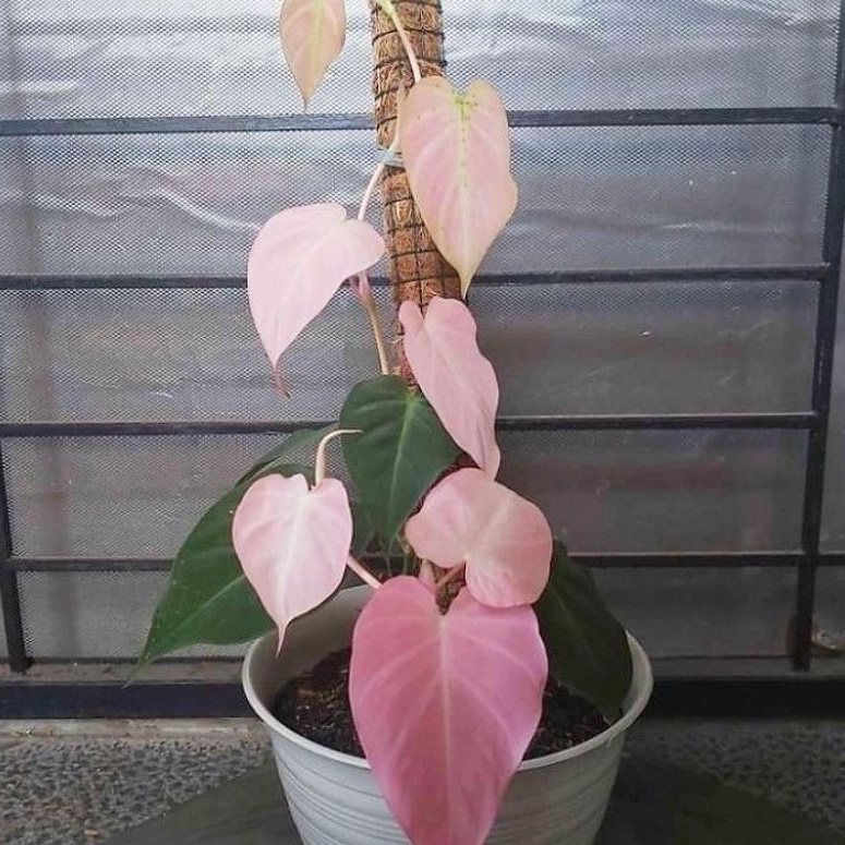 Jual ( BISA COD ) PROMO! Tanaman Hias Melano Micans Pink Bunga Hias ...