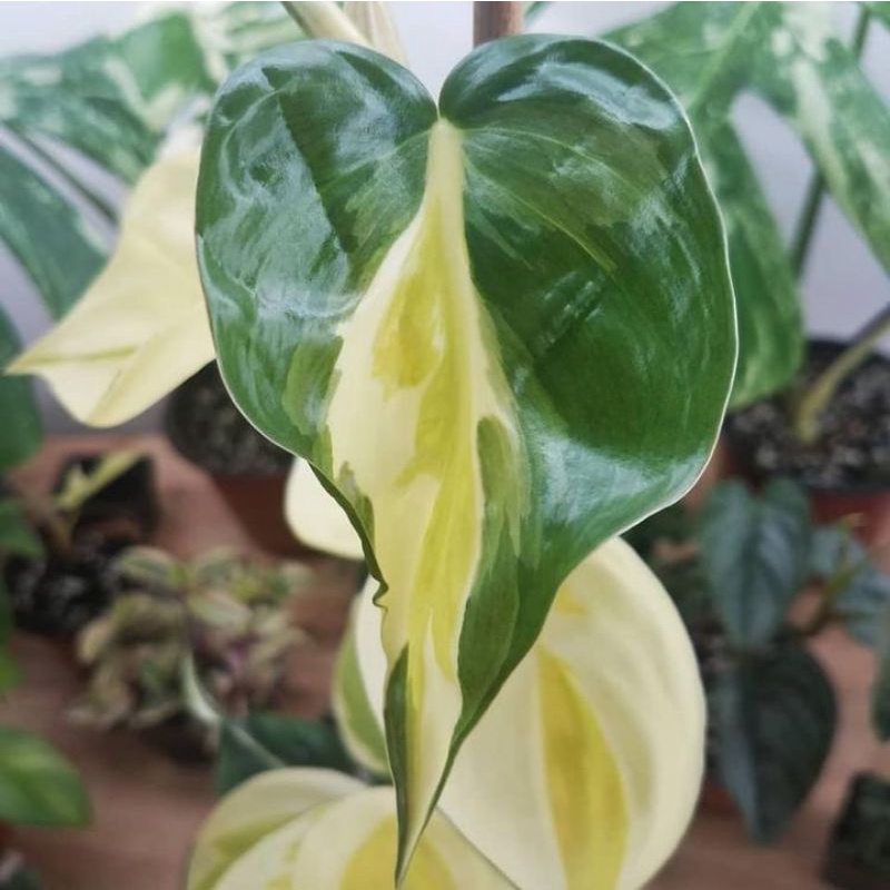 Jual NEW!! Bibit bonggol philodendron gabby | Tanaman hias philo gabyy ...