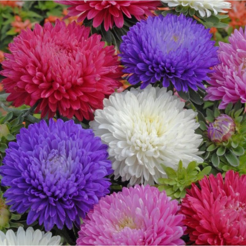 Jual biji bunga aster mix warna 12 benih/seeds | Shopee Indonesia
