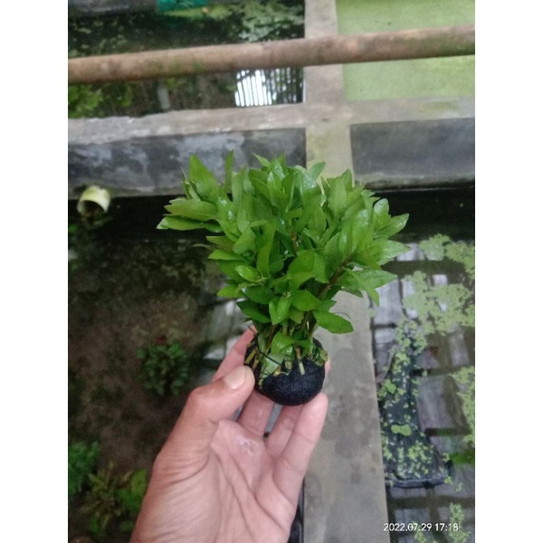 Jual hygrophila polysperma sunset tanaman Aquascape | Shopee Indonesia