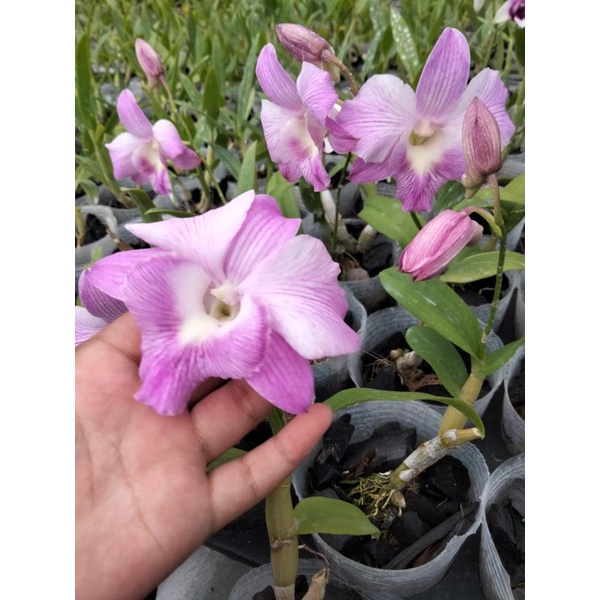 Jual dendrobium mini bunga besar lai Thai spike | Shopee Indonesia