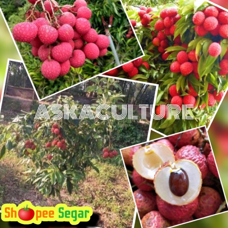 Jual Bibit Leci Kom Merah [Cangkok] Cepat Berbuah | Shopee Indonesia