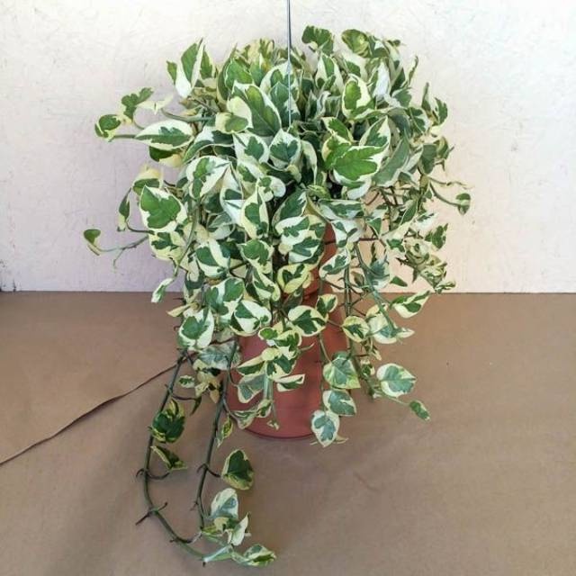 Jual Tananam Hias Bunga Rambat Gantung Sirih Njoy Pothos | Shopee Indonesia