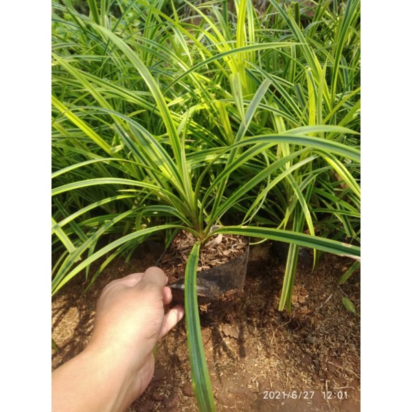 Jual Pandan kuning mini / Pandanus Veitchii | Shopee Indonesia