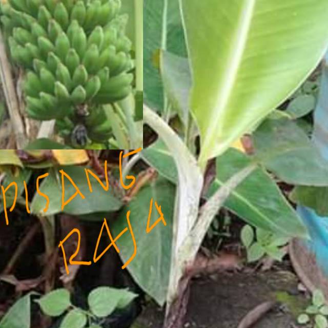 Jual Bibit pisang raja bulu super(gratis cara penanganan bibit ...