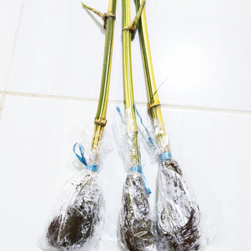 Jual Stek Bambu Kuning per 2 batang stek bambu kuning | Shopee Indonesia