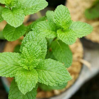 Jual pohon mint - daun mint - papper mint - tanaman herbal - campuran ...