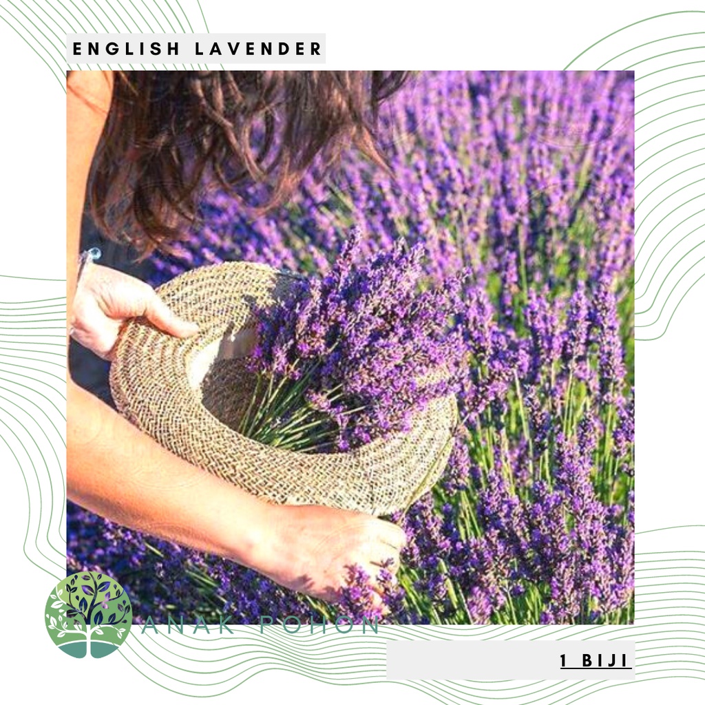 Jual Benih Bibit Biji - Bunga English Lavender (Lavandula Angustifolia ...