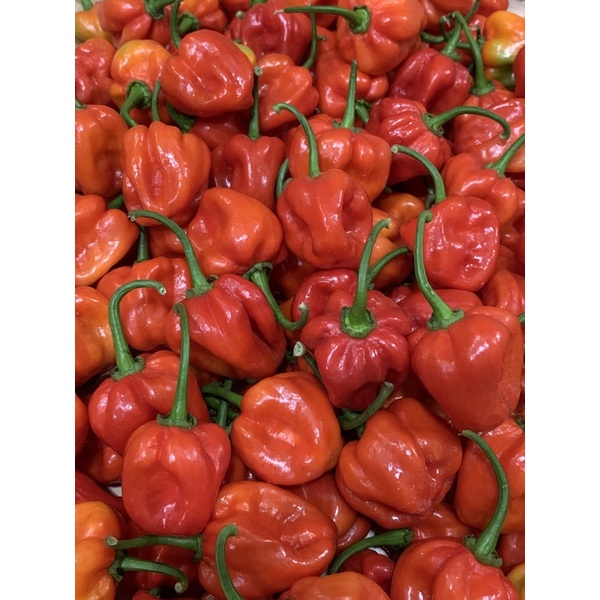 Jual CABE LAMPION KALIMANTAN (cabe lampion organik) | Shopee Indonesia