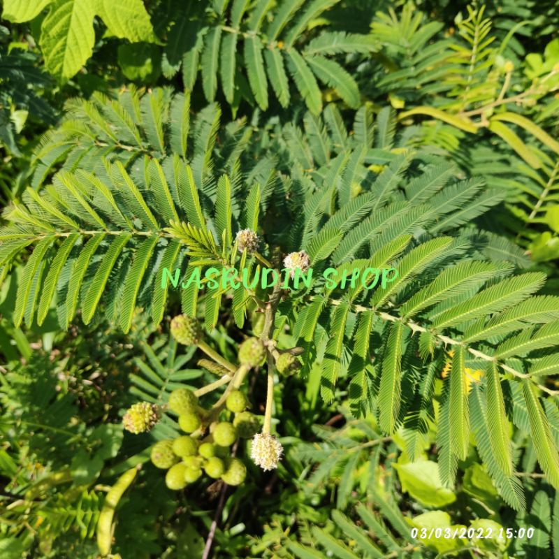 Jual DAUN PUTRI MALU POHON SEGAR DAUN KI KERBAU DAUN BARET Mimosa pigra ...