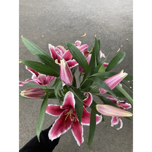 Jual Bunga lily casablanca (pertangkai) | Shopee Indonesia