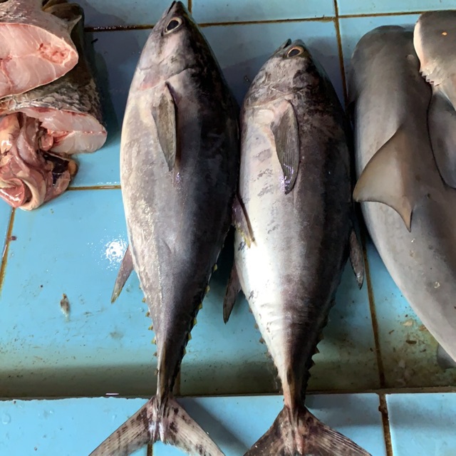 Jual Ikan Tongkol potong 1kg | Shopee Indonesia
