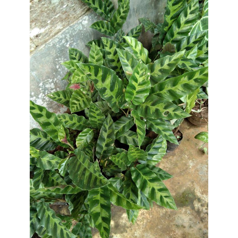 Jual Calathea cantik kalatea | Shopee Indonesia