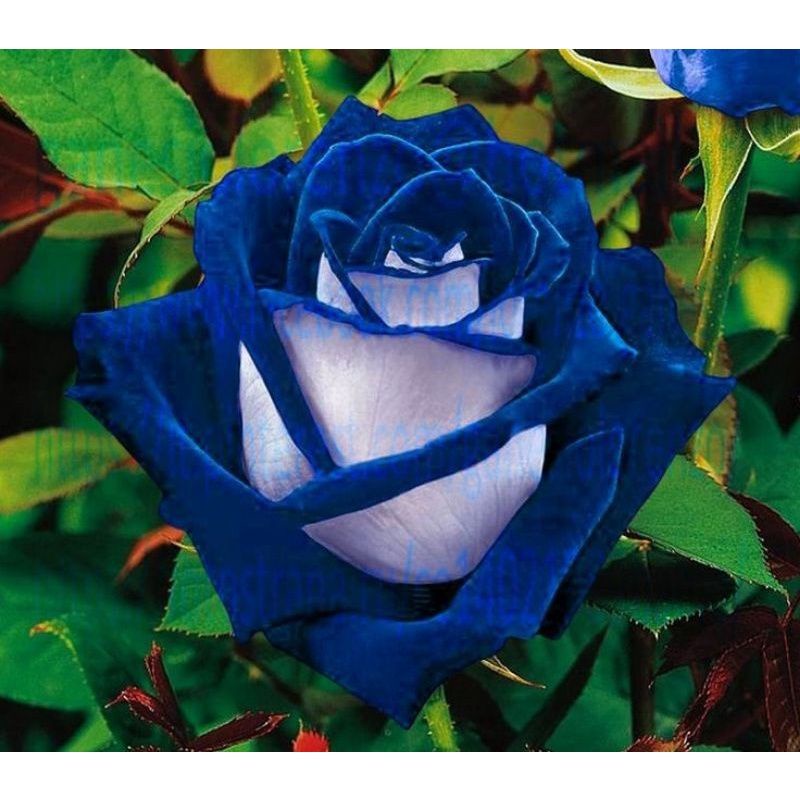 Jual tanaman hias bibit bunga mawar Blue /Tanaman hias Hidup bunga ...