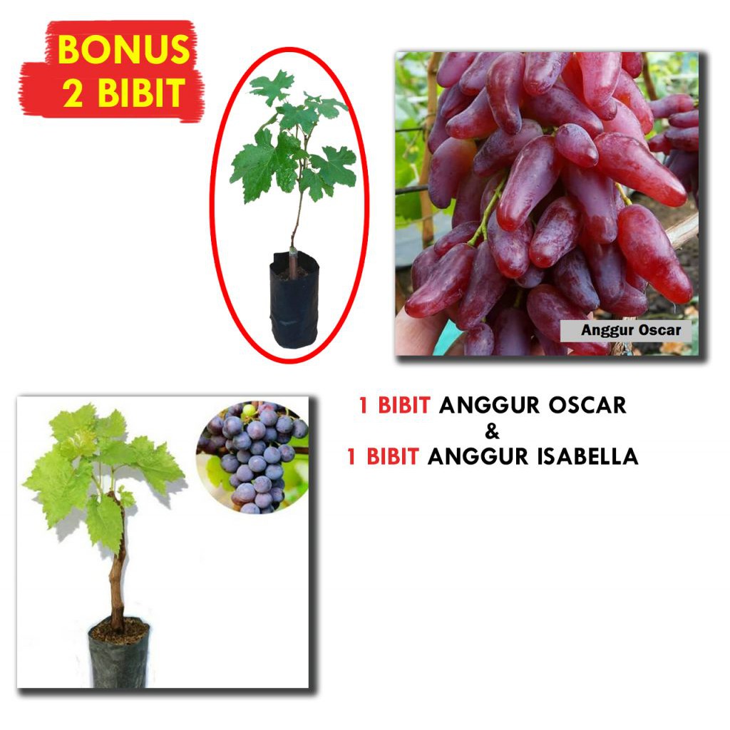Jual ANGGUR IMPORT OSCAR (BELI 1 ANGGUR OSCAR BONUS 1 ANGGUR OSCAR DAN ...