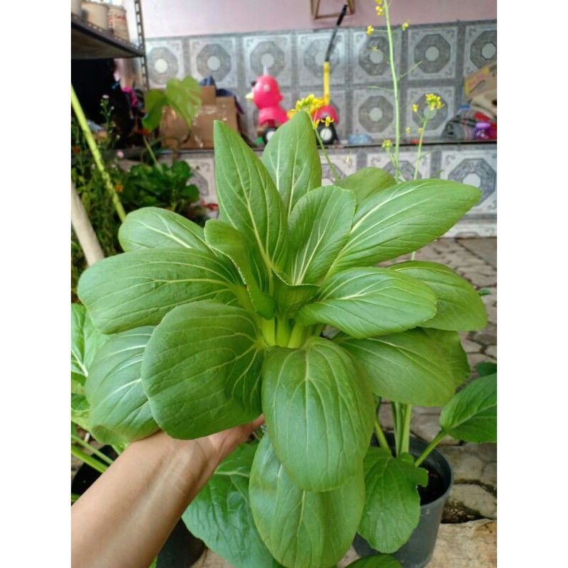 Jual Mini Storeku 100 Benih Sawi Pakcoy Panah Merah Kemasan Repack ...