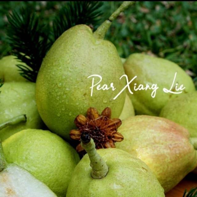 Jual Pear xiang lie / buah pir /buah manis | Shopee Indonesia