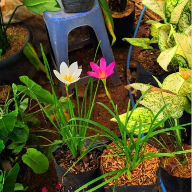 Jual TANAMAN HIAS BUNGA LILY ( ATS ) | Shopee Indonesia
