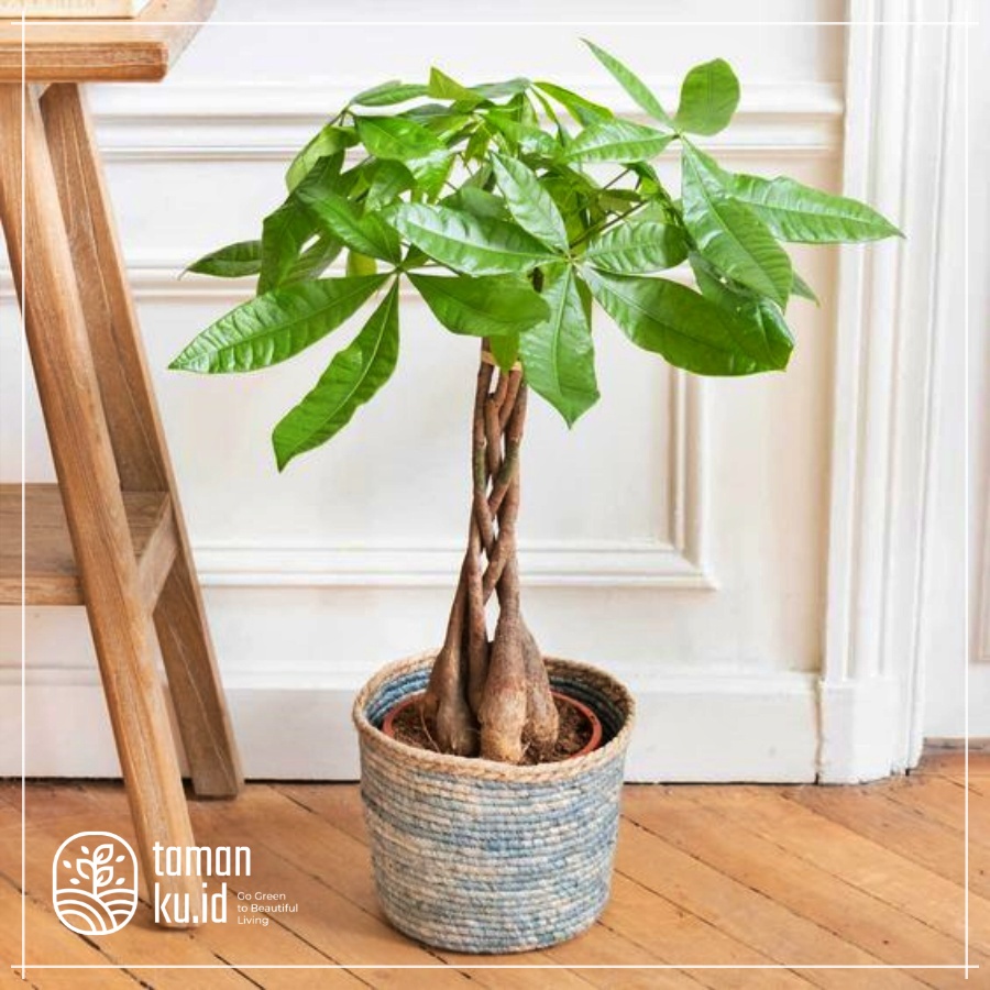 Jual Tanaman Hias Pachira Money Tree Pohon Keberuntungan Mini untuk ...