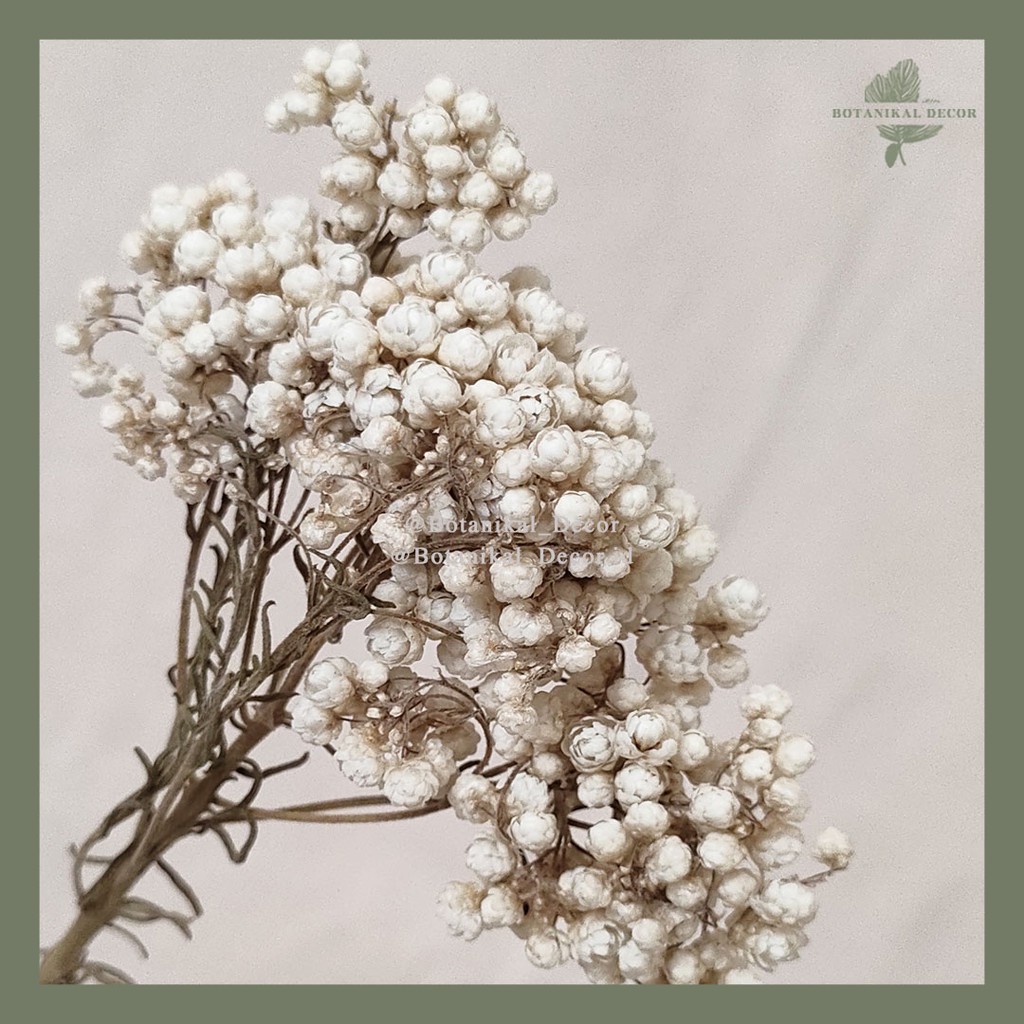 Jual Dried Rice Flower Bunga Kering Asli Tangkai Hiasan Dekorasi Buket ...
