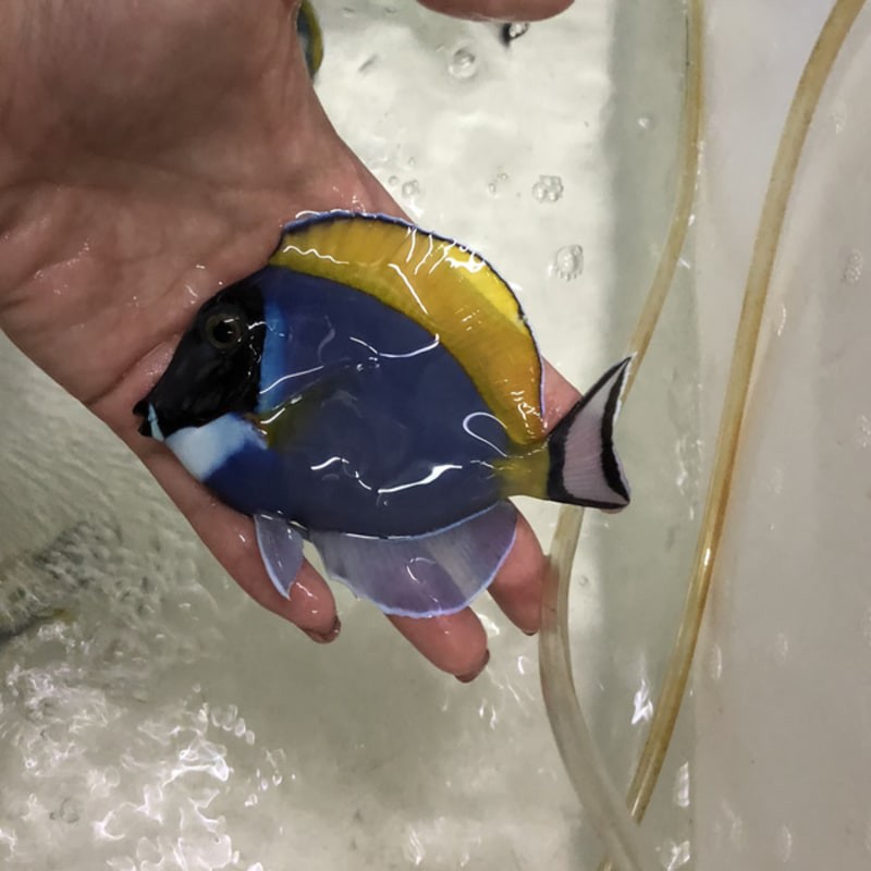 Jual ikan hias laut botana biru L | Shopee Indonesia