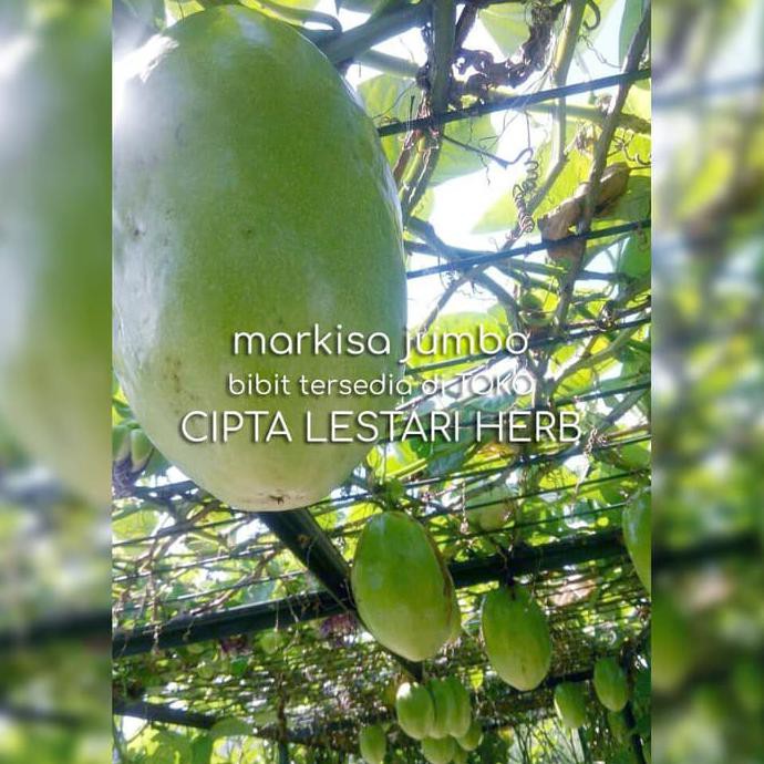 Jual Bibit Pohon Buah Markisa Hijau Sayur Jumbo - Tanaman Erbis Besar Restock* | Shopee Indonesia