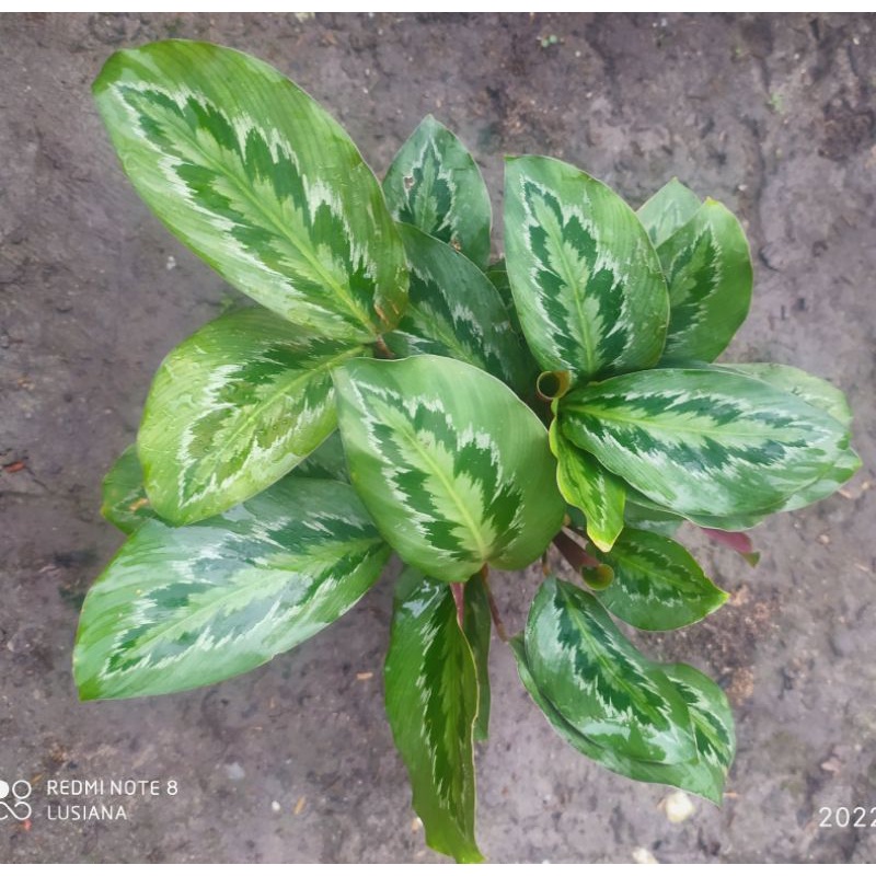Jual calathea chimboracensis rumpun besar | Shopee Indonesia