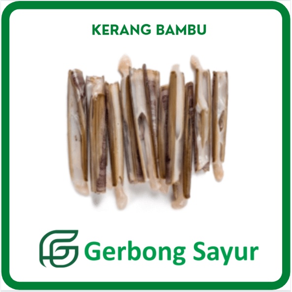 Jual Kerang Bambu Segar - 500g | Shopee Indonesia