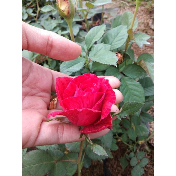 Jual Tanaman Mawar Batik Merah Garis (Malibu) | Shopee Indonesia