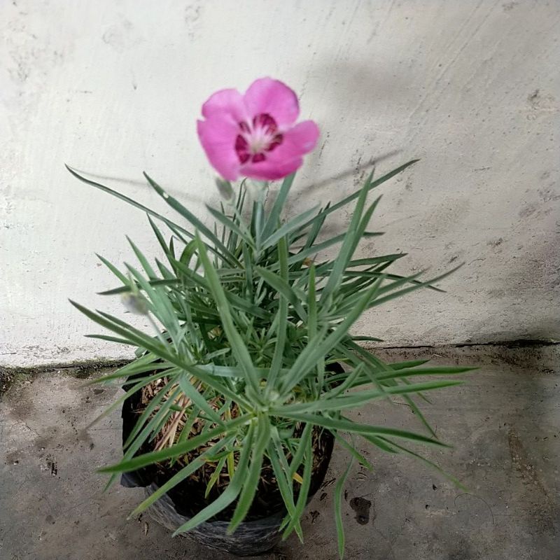 Jual Anyelir pink ( beli 3 vratis 1) | Shopee Indonesia