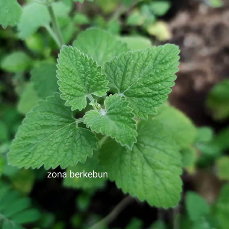 Jual BIBIT TANAMAN CATNIP / TANAMAN CATMINT | Shopee Indonesia
