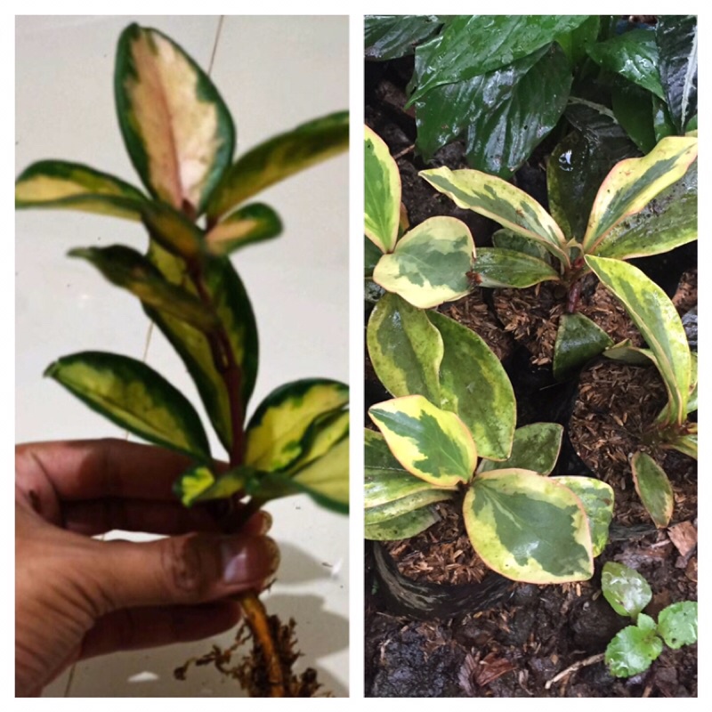 Jual tanaman hias hoya carnosa varigata kuning | Shopee Indonesia