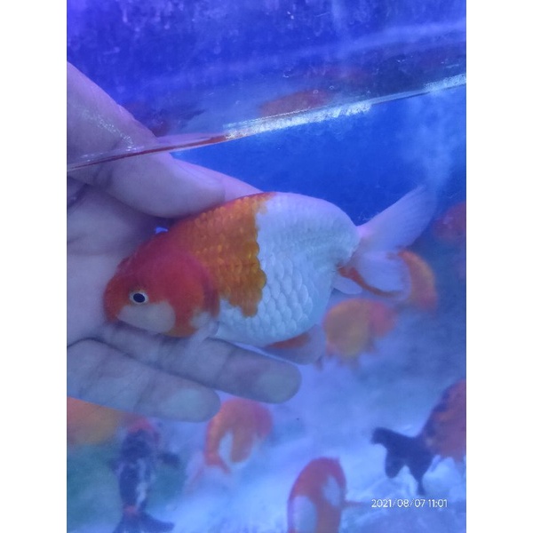 Jual IKAN HIAS KOKI RANCU SIZE XL ukuran 10-12 cm | Shopee Indonesia