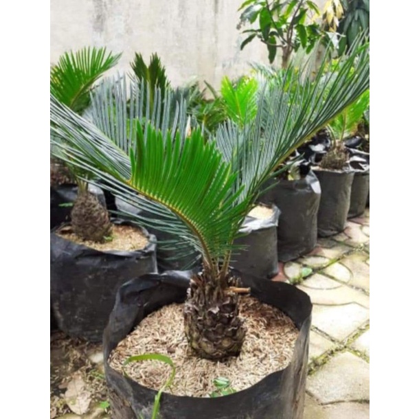 Jual PALEM SIKAS 4-8 DAUN - MAWAR JAMBE - BATANG BESAR | Shopee Indonesia