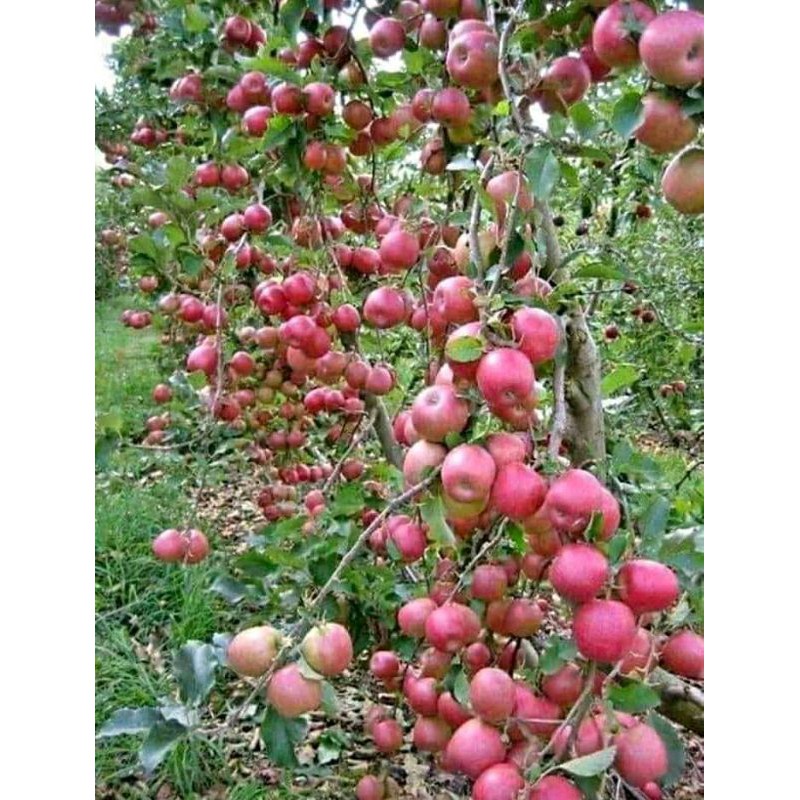 Jual bibit buah apel fuji | Shopee Indonesia