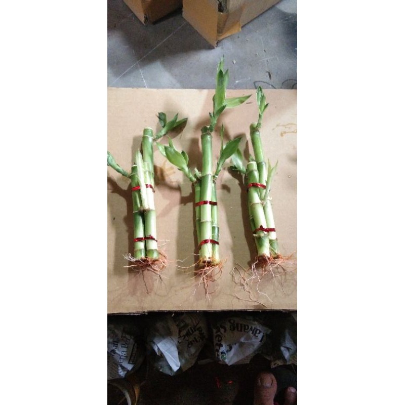 Jual bambu hoki batangan (S) | Shopee Indonesia