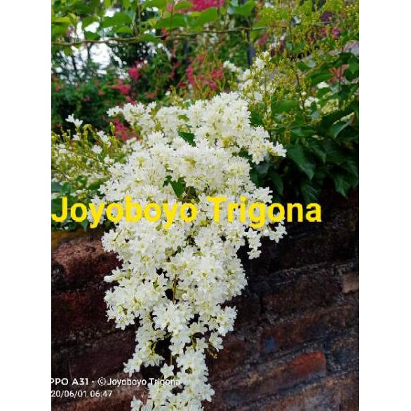 Jual [ZT66145] Porana Volubilis Snow Vine uk sdg | Shopee Indonesia