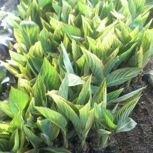 Jual Tanaman hias kana / Tanaman hias bunga kana / Pohon kana varigata ... Jual Tanaman hias kana / Tanaman hias bunga kana / Pohon kana varigata ...
