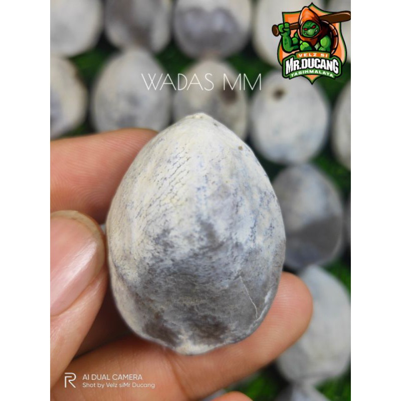 Jual MUNCANG ADU JAWA WADAS MM (ANK WADAS) | Shopee Indonesia