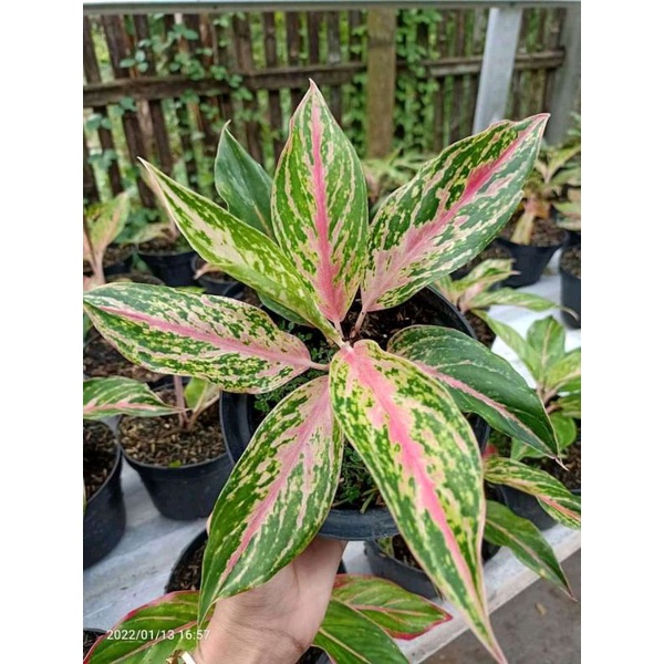 Jual aglonema butterfly daun rimbun | Shopee Indonesia