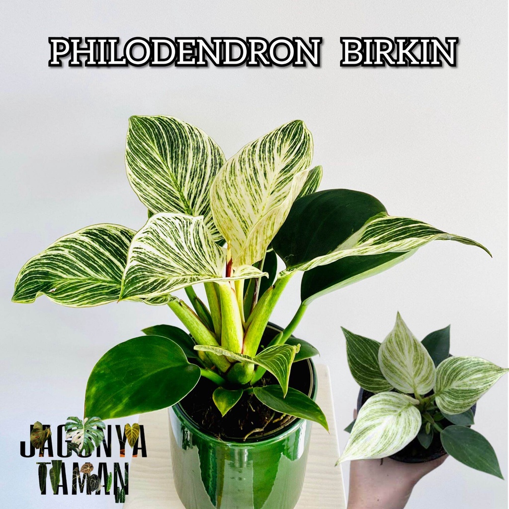 Jual TANAMAN HIAS PHILODENDRON BIRKIN / TANAMAN PHILO BIRKIN | Shopee ...