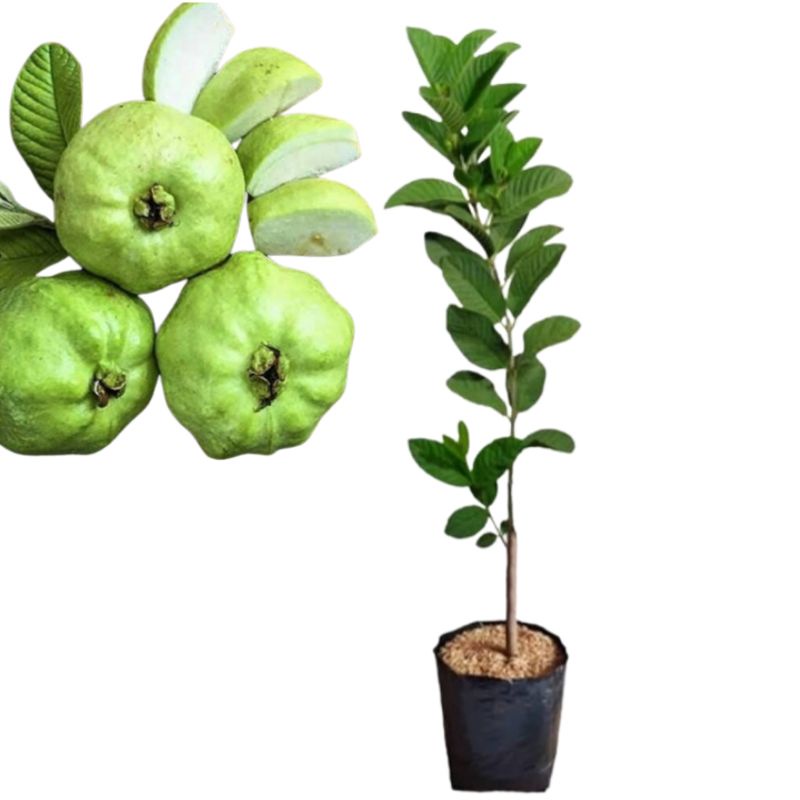 Jual Bibit tanaman jambu kristal putih super jumbo | Shopee Indonesia