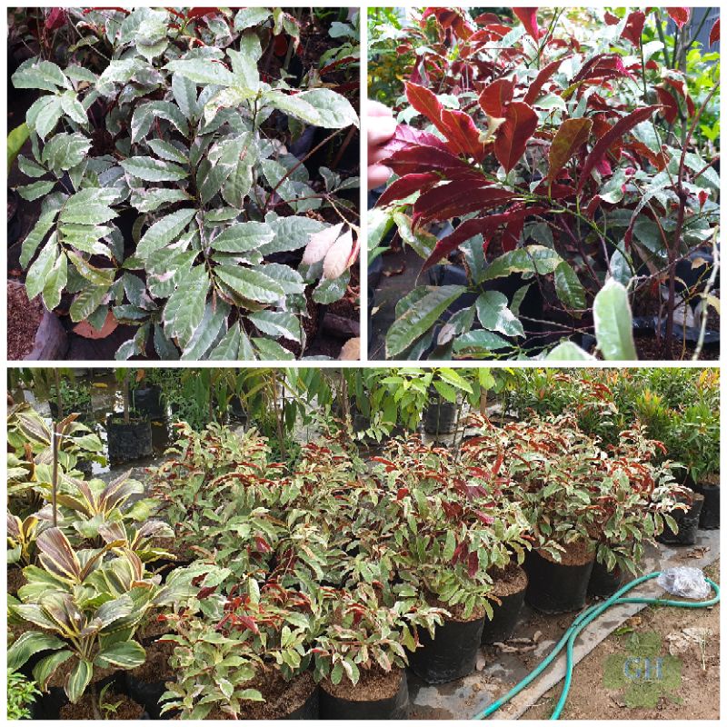 Jual Tanaman Hias Sambang Darah Excoecaria Cochinchinensis Daun Merah ...