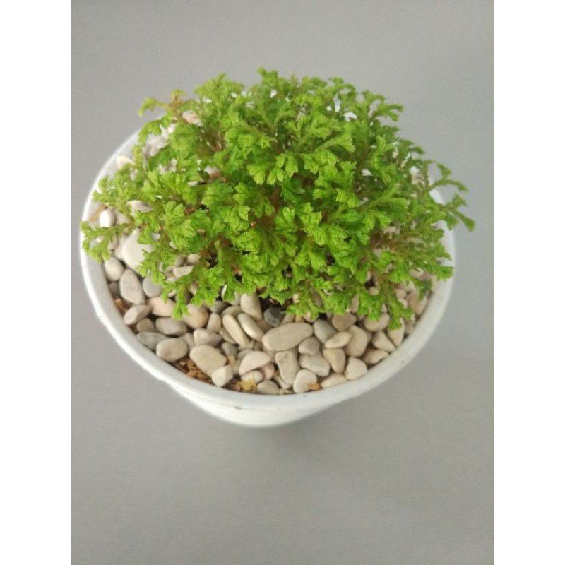 Jual LUMUT AMBON ( TANAMAN HIAS ) | Shopee Indonesia