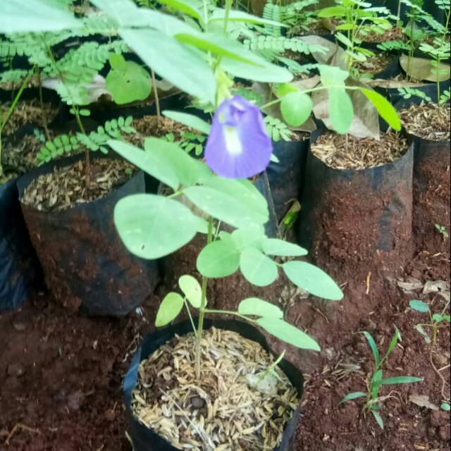 Jual Tanaman kembang teleng-pohon teleng | Shopee Indonesia