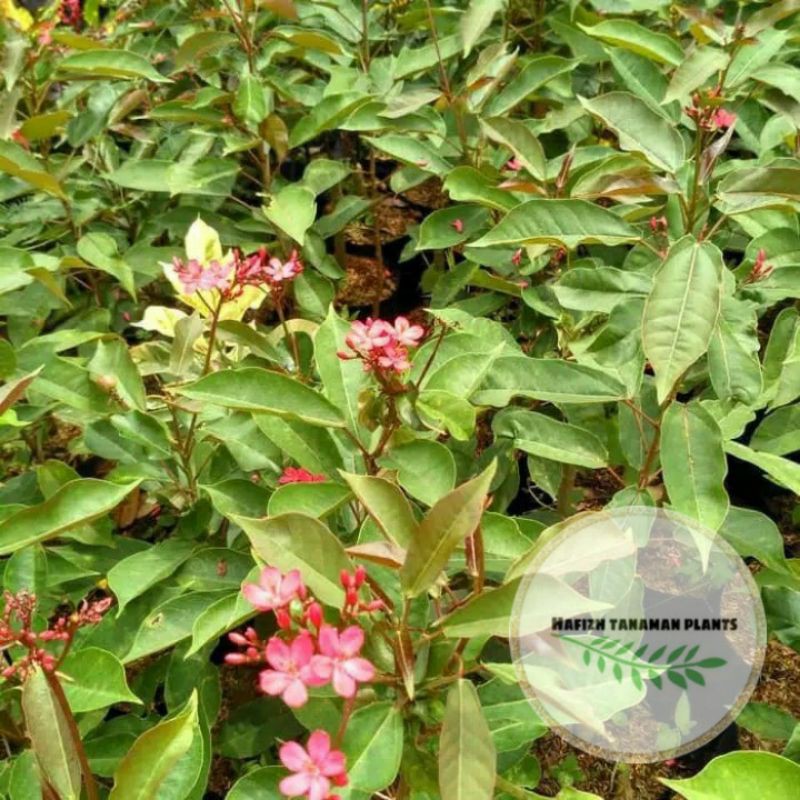 Jual Tanaman Hias Batavia Jarak Bunga Batavia Jarak Tanaman Hidup